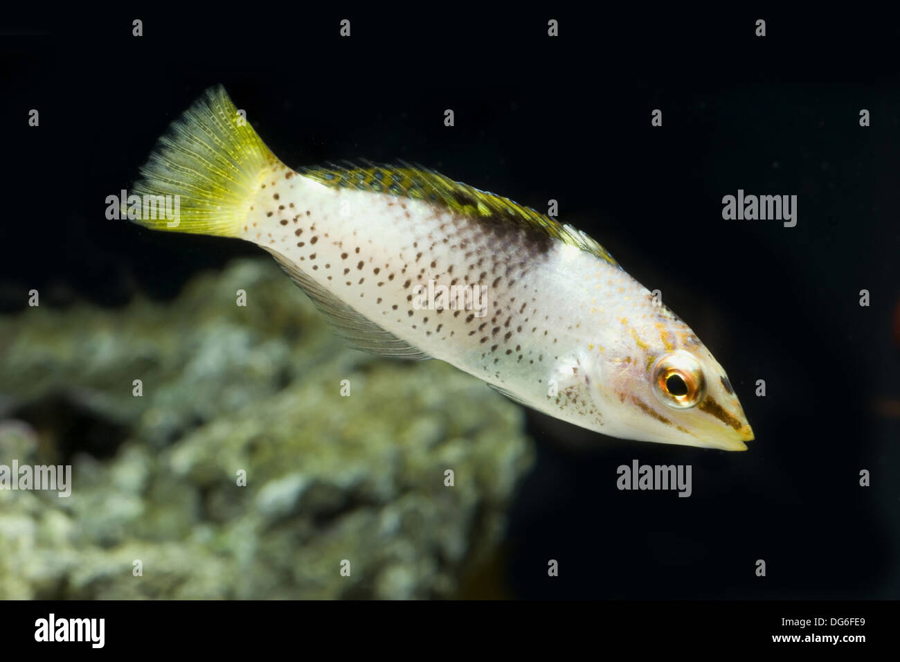 checkerboard wrasse, halichoeres hortulanus Stock Photo - Alamy