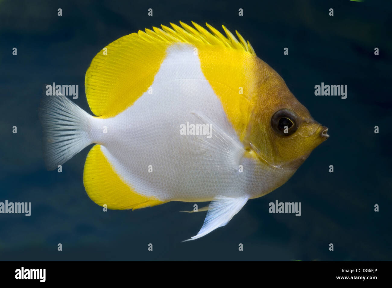 Pyramid butterflyfishes hi-res stock photography and images - Alamy