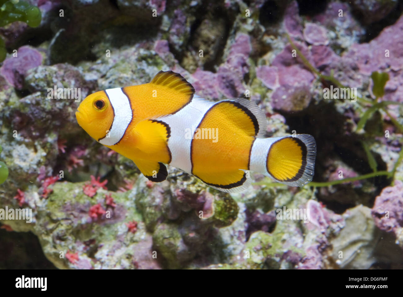 ocellaris clownfish, amphiprion ocellaris Stock Photo - Alamy