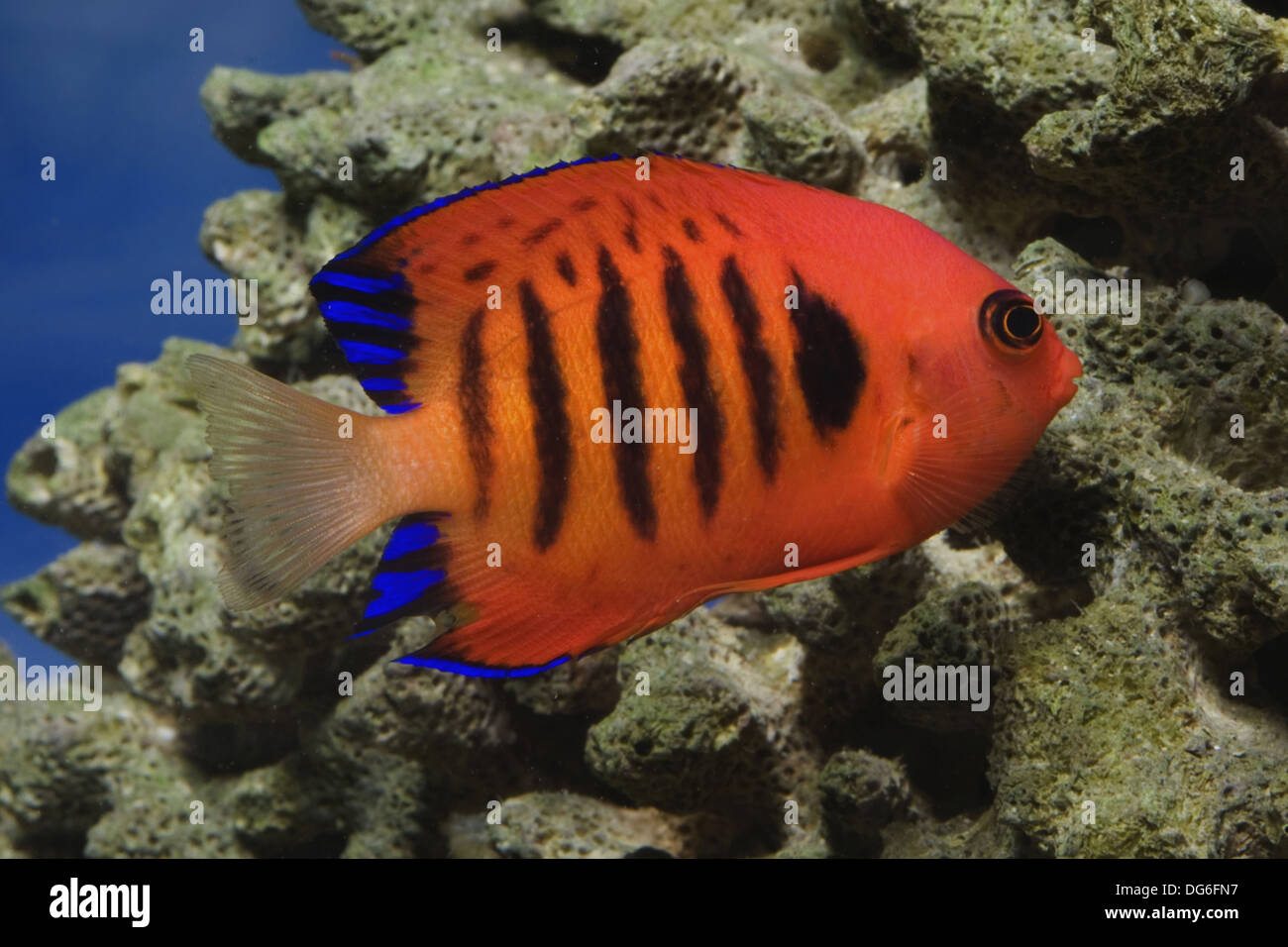 Flame angelfish hi-res stock photography and images - Alamy