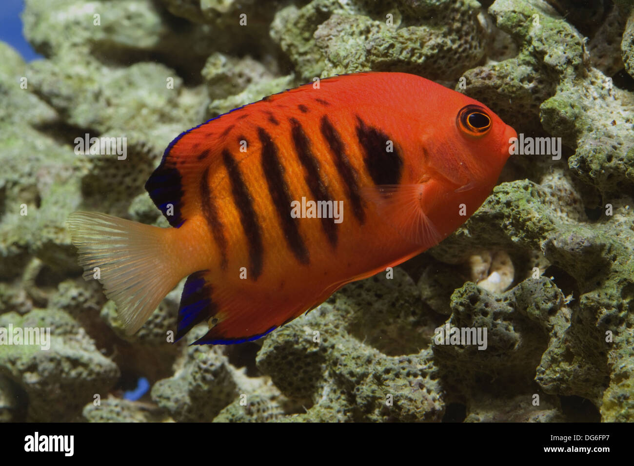 Flame angelfish hi-res stock photography and images - Alamy