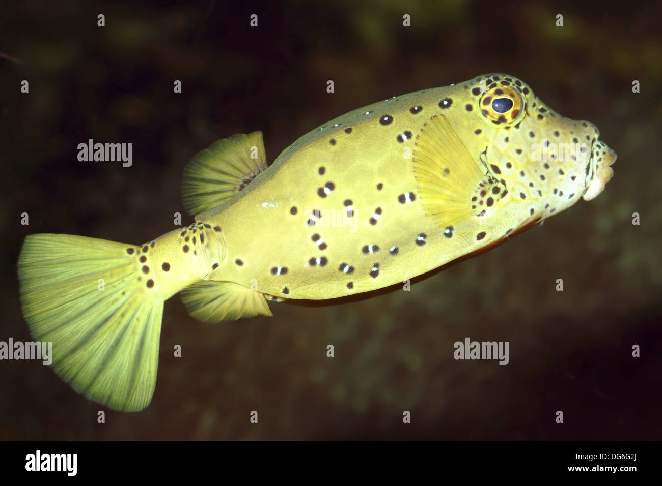 Cubicus Boxfish Care