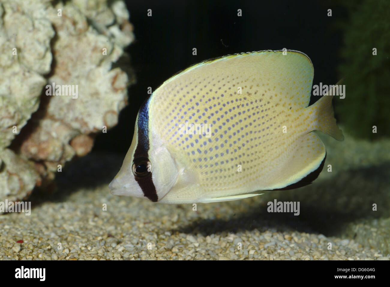 speckled butterflyfish, chaetodon citrinellus Stock Photo - Alamy