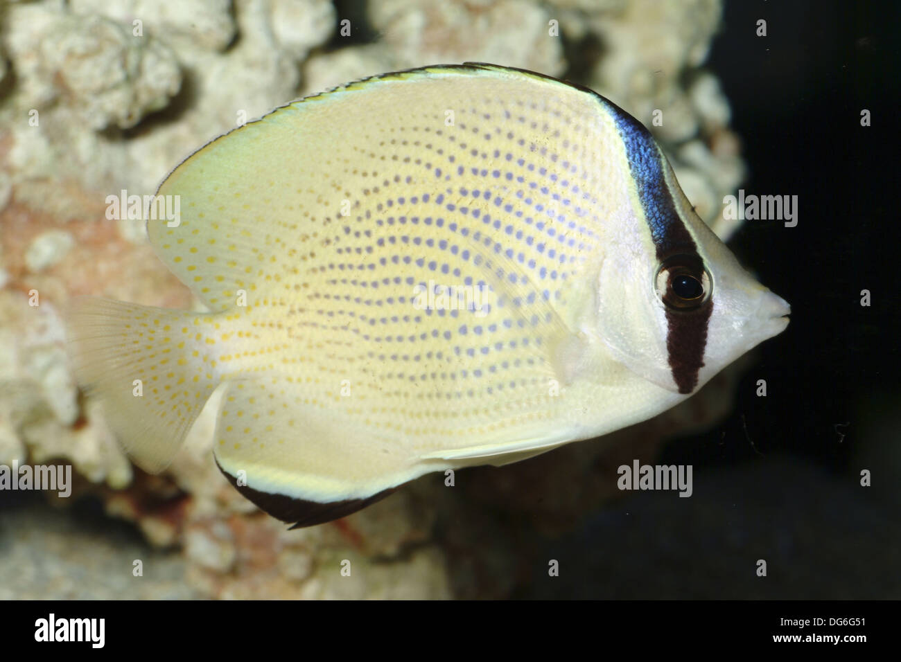 speckled butterflyfish, chaetodon citrinellus Stock Photo - Alamy