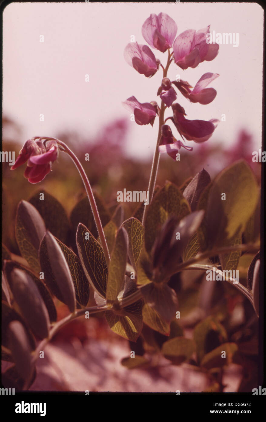 BEACH PEA 547613 Stock Photo - Alamy