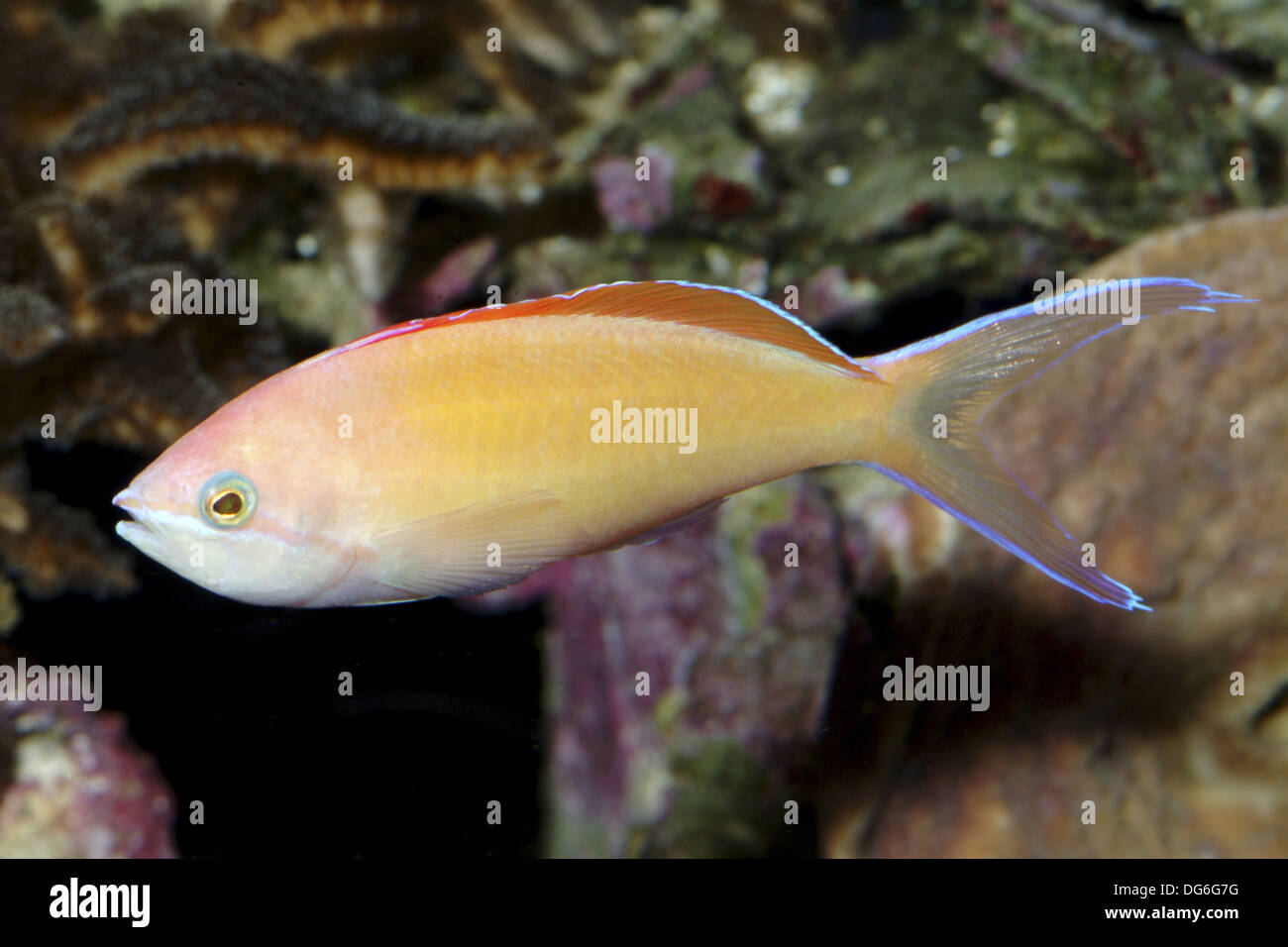 peach fairy basslet, pseudanthias dispar Stock Photo - Alamy