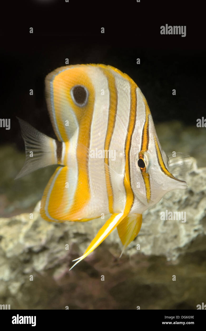 Copperband butterflyfishes hi-res stock photography and images - Alamy