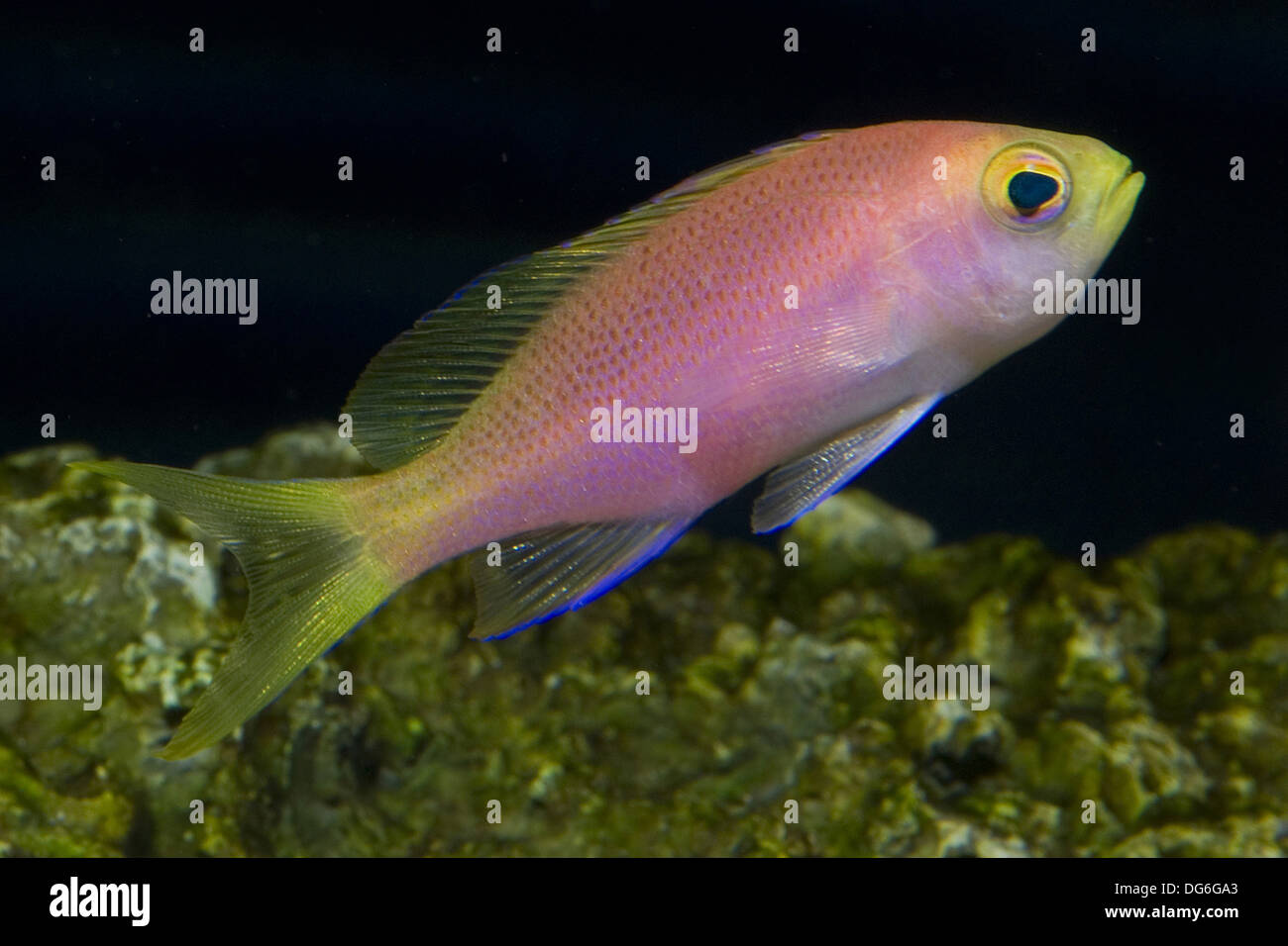 Resplendent hi-res stock photography and images - Alamy