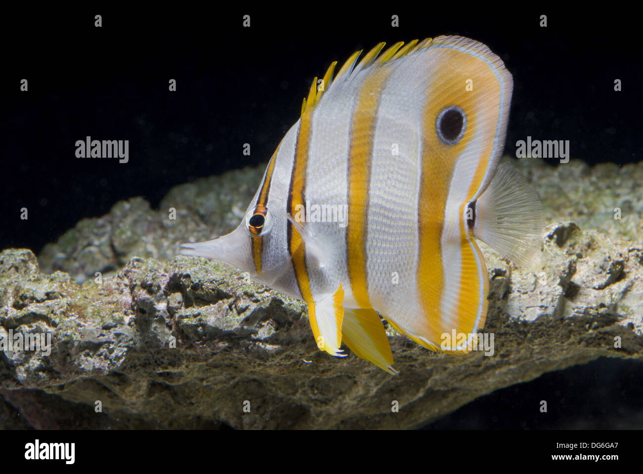 Copperband butterflyfishes hi-res stock photography and images - Alamy