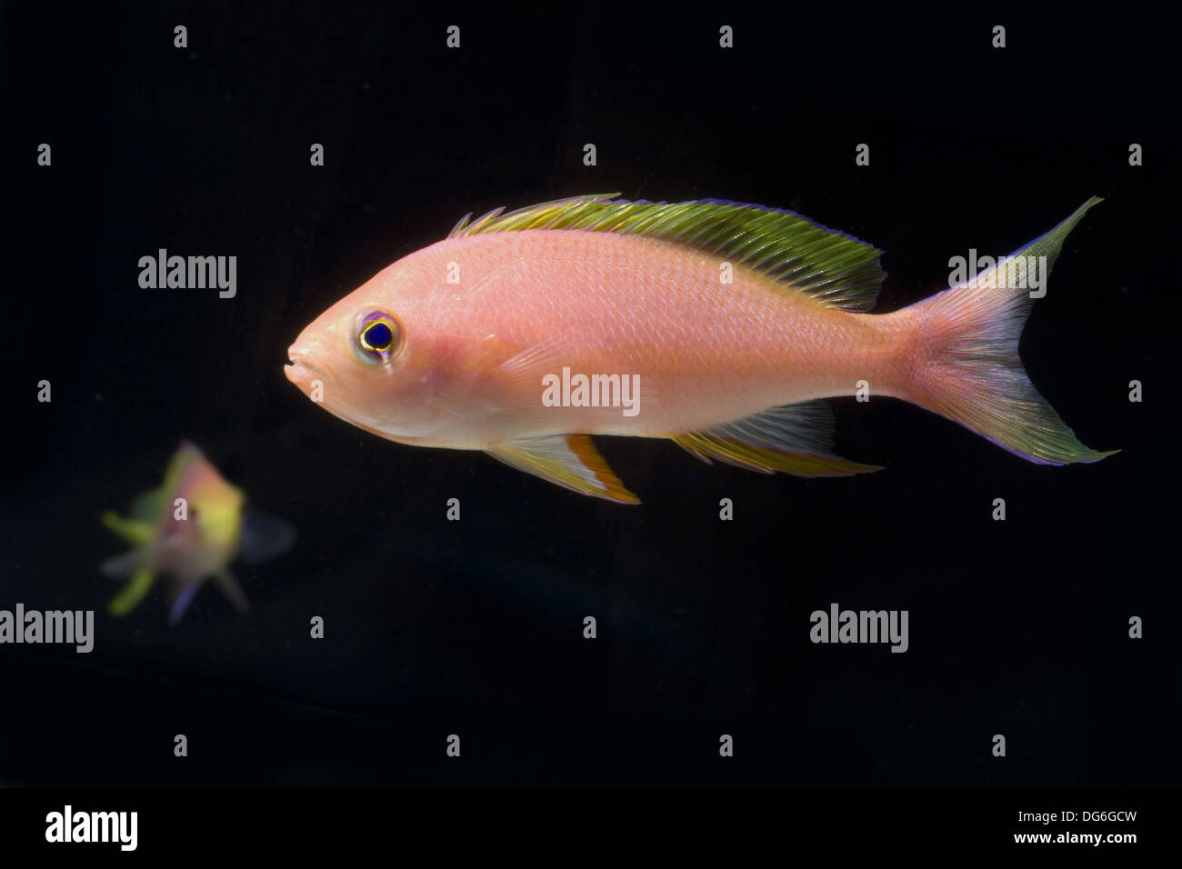 Resplendent hi-res stock photography and images - Alamy