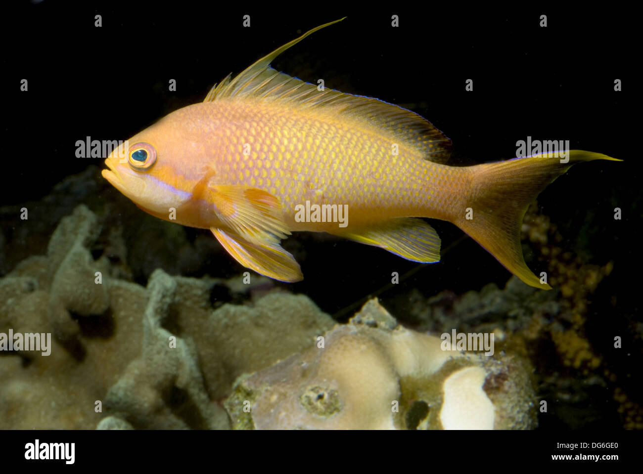 Jewel fish hi-res stock photography and images - Alamy