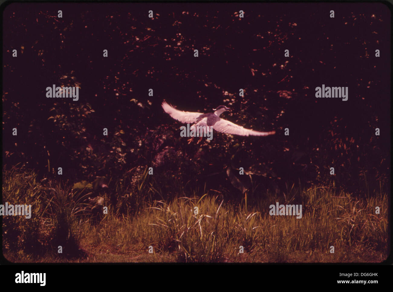 This image shows a Black-crowned Night Heron in flight. The heron ...