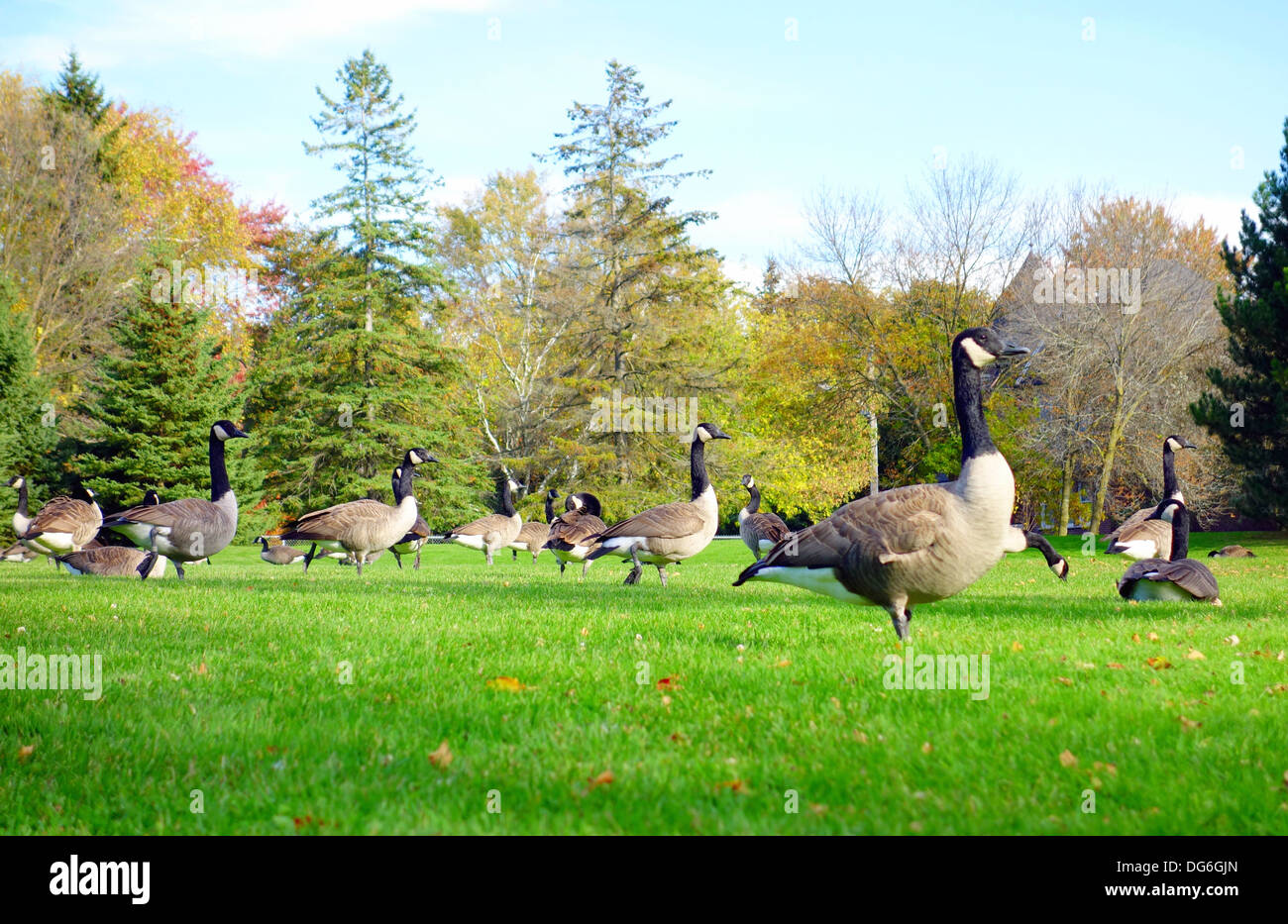 Canadian geese in migration hi-res stock photography and images - Alamy