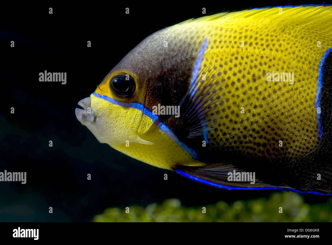 bluegirdled angelfish, pomacanthus navarchus Stock Photo - Alamy