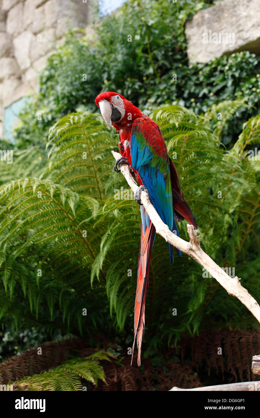 Captive Scarlet Macaw Zoo, Isle of Wight, Hampshire, England Stock ...