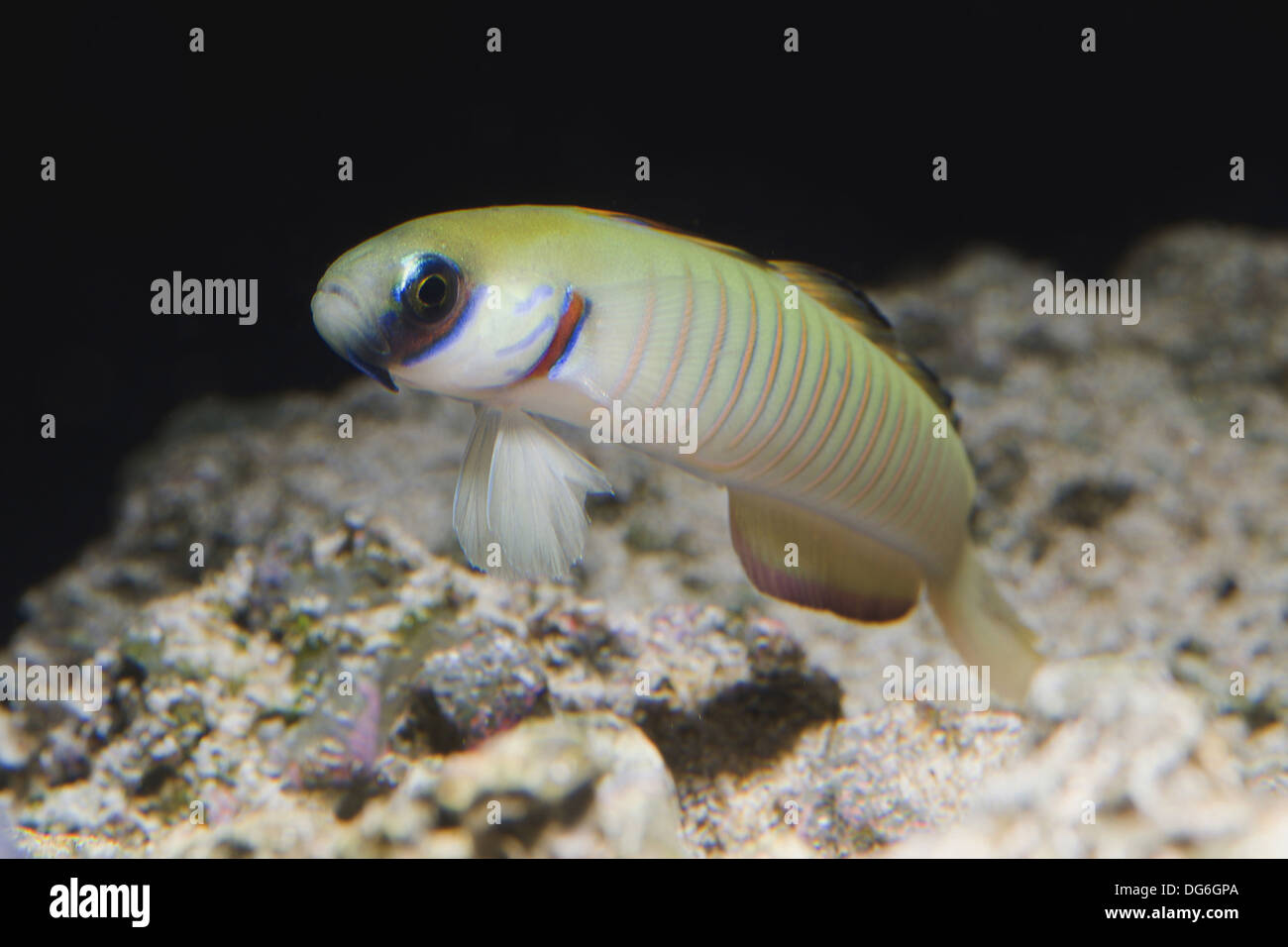 Zebra Dartfish High Resolution Stock Photography and Images - Alamy