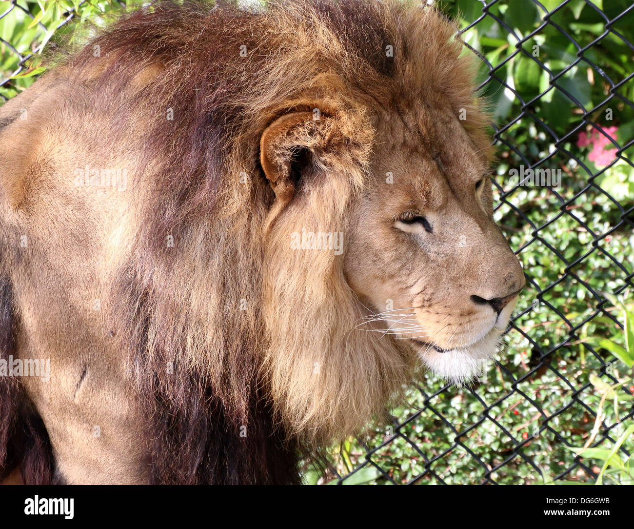 Close-up of the head of a mature lion (Panthera leo) in zoo setting ...
