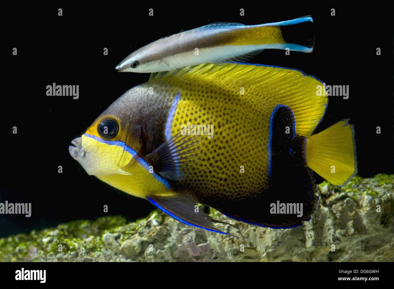 bluegirdled angelfish, pomacanthus navarchus Stock Photo - Alamy