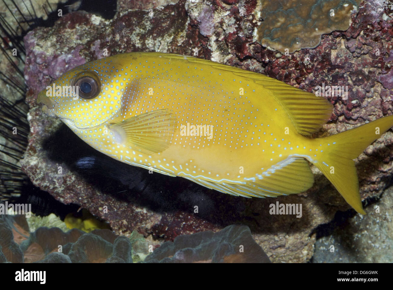 Blue spotted rabbitfish hi-res stock photography and images - Alamy