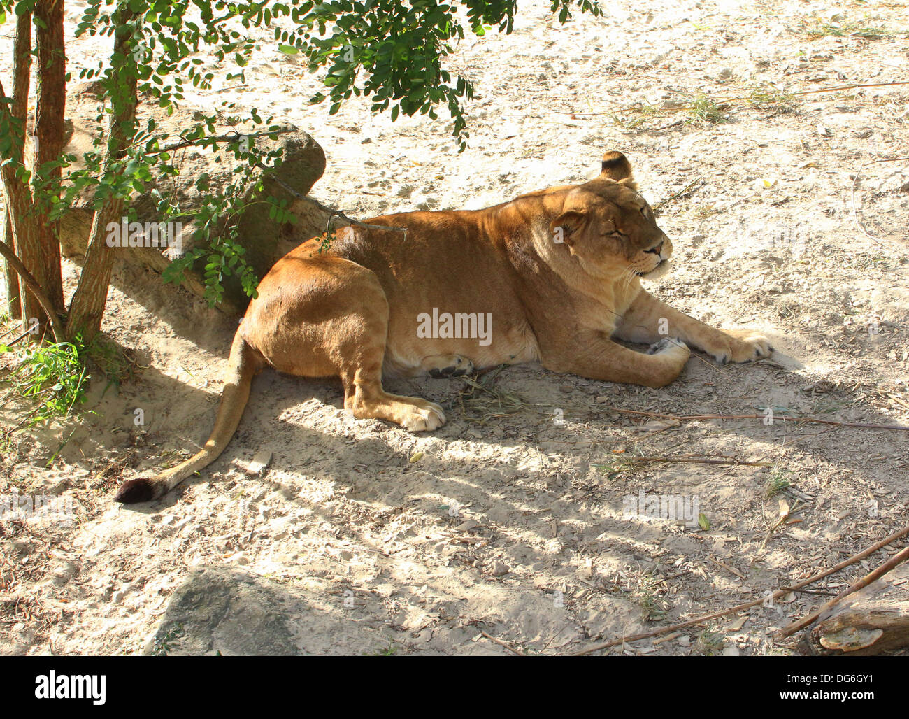 Close-up of a mature lioness (Panthera leo) in zoo setting Stock Photo ...
