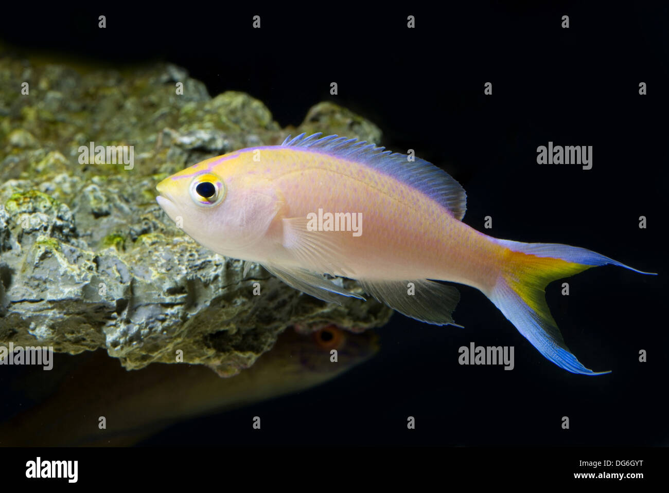sunset anthias, pseudanthias parvirostris Stock Photo - Alamy
