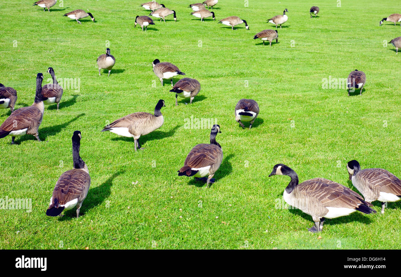Canadian grass hi-res stock photography and images - Alamy