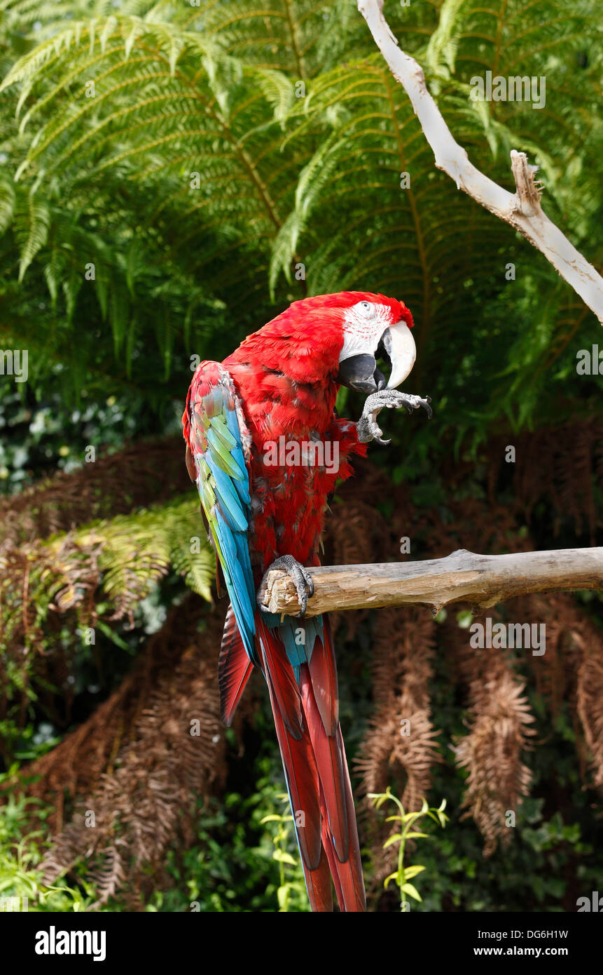 Captive Scarlet Macaw preening foot Zoo, Isle of Wight, Hampshire ...