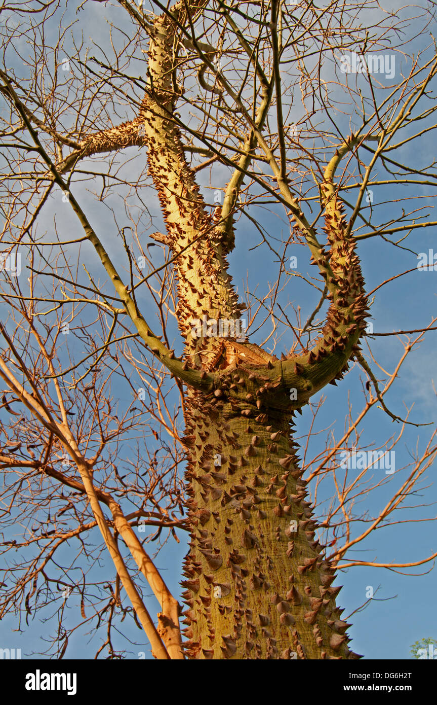 Thorny tree trunk hi-res stock photography and images - Alamy