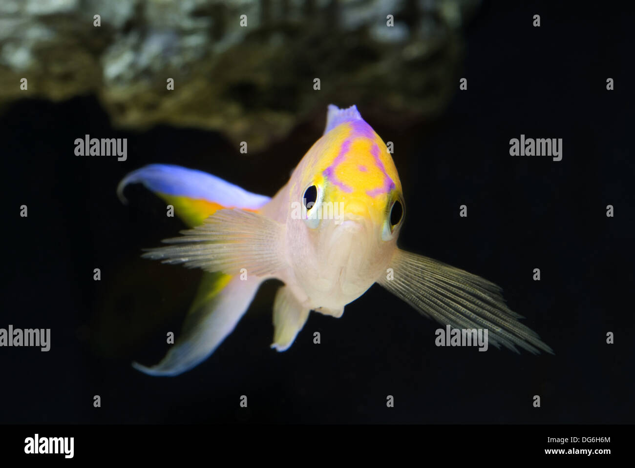 Pseudanthias parvirostris hi-res stock photography and images - Alamy