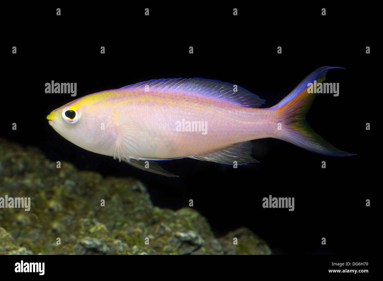 Pseudanthias hi-res stock photography and images - Alamy