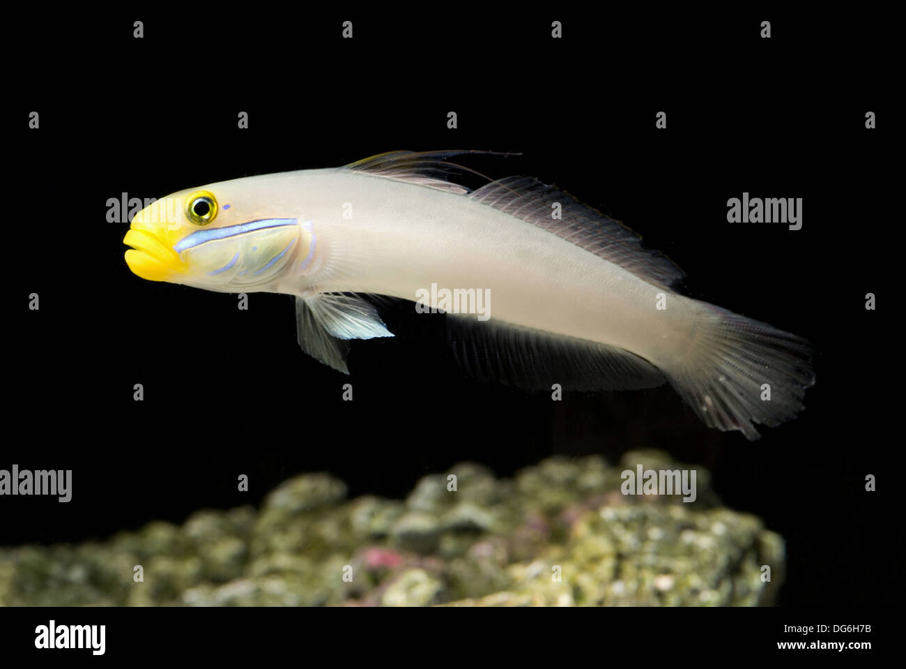 blueband goby, valenciennea strigata Stock Photo - Alamy