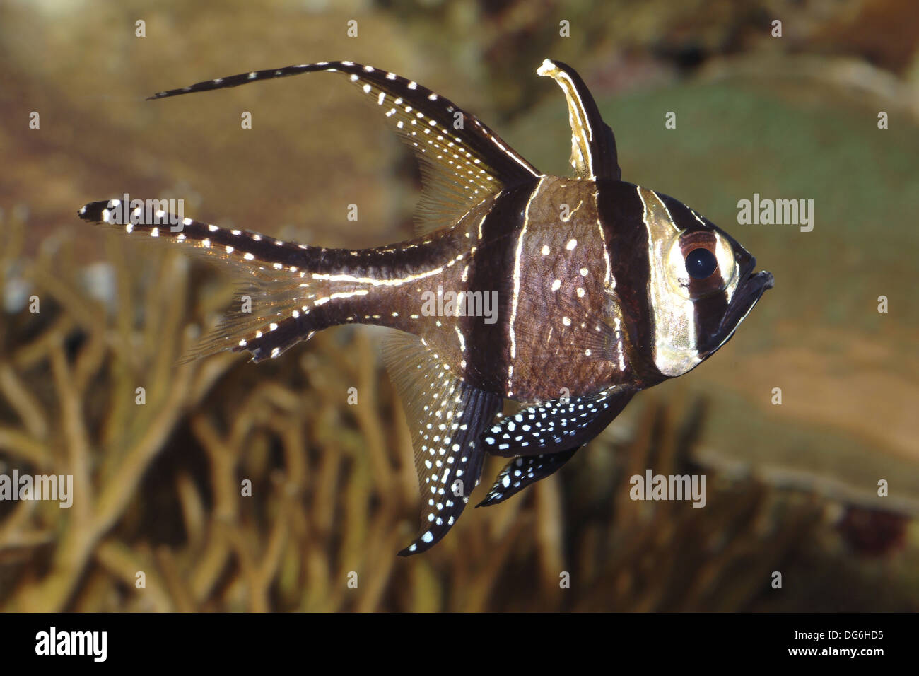 Banggai cardinal fish hi-res stock photography and images - Alamy
