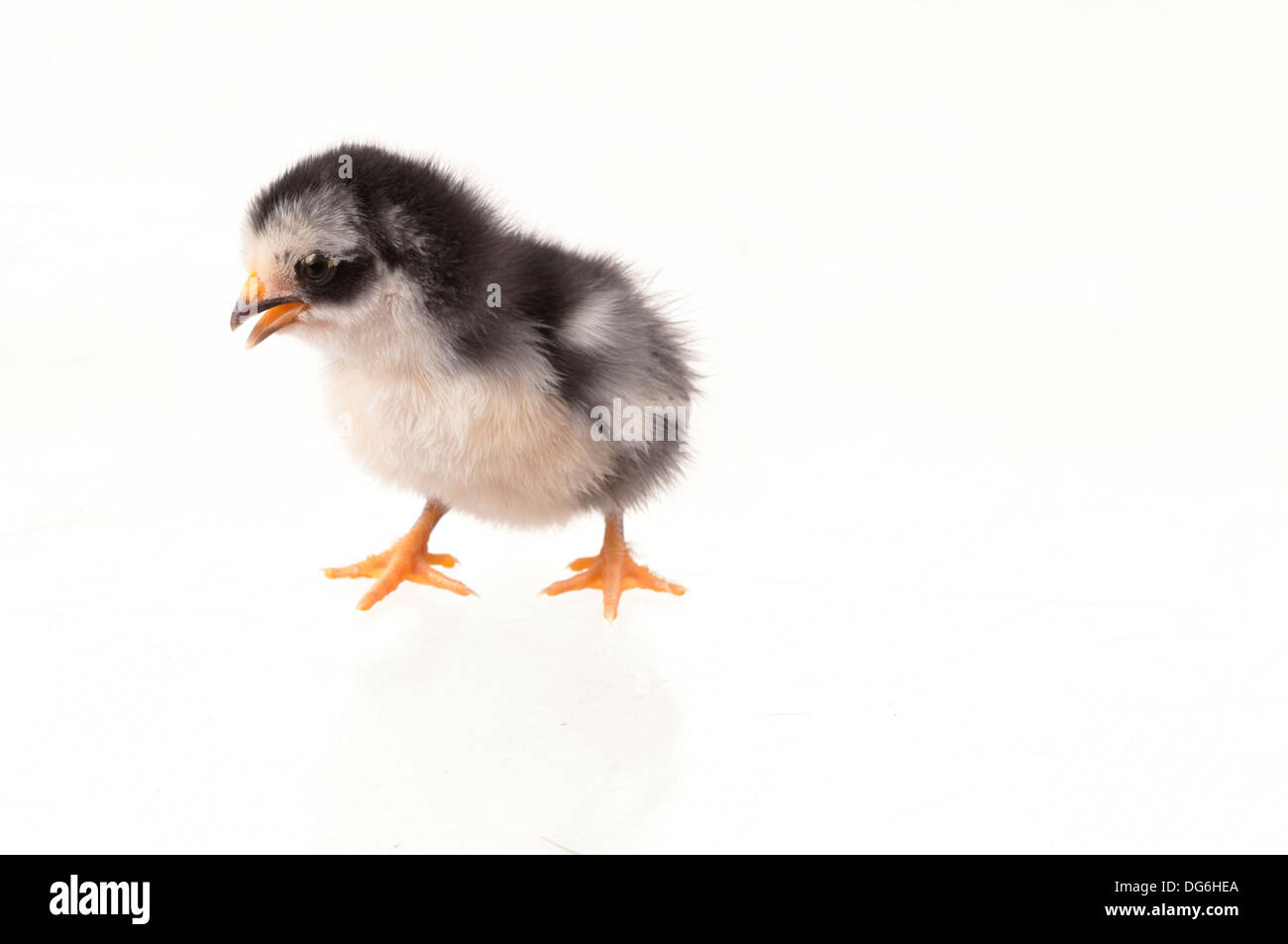 Chik hi-res stock photography and images - Alamy