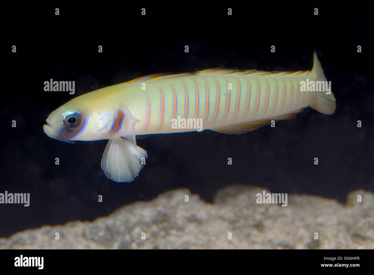 zebra-dartfish, ptereleotris zebra Stock Photo - Alamy