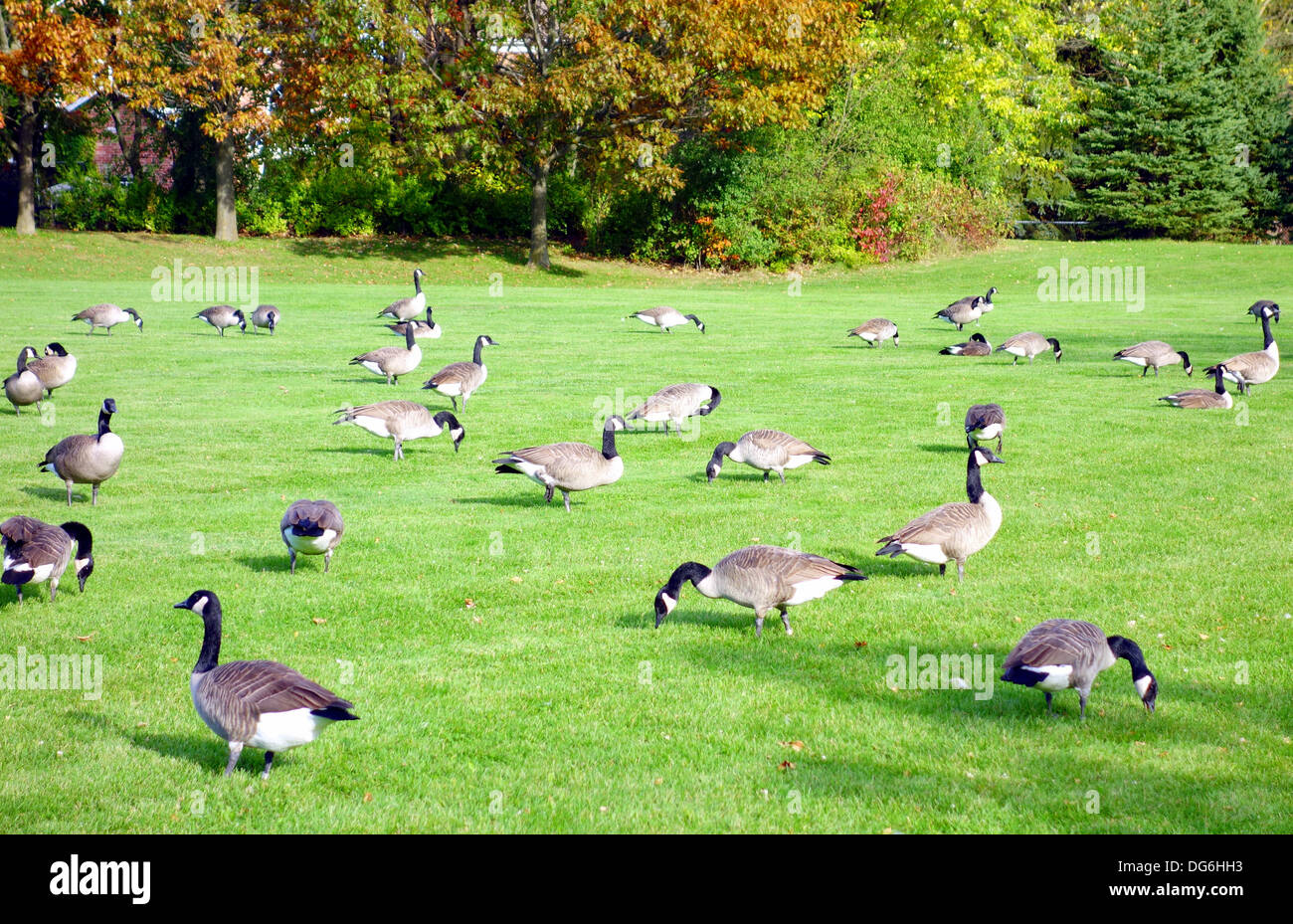 Canadian grass hi-res stock photography and images - Alamy