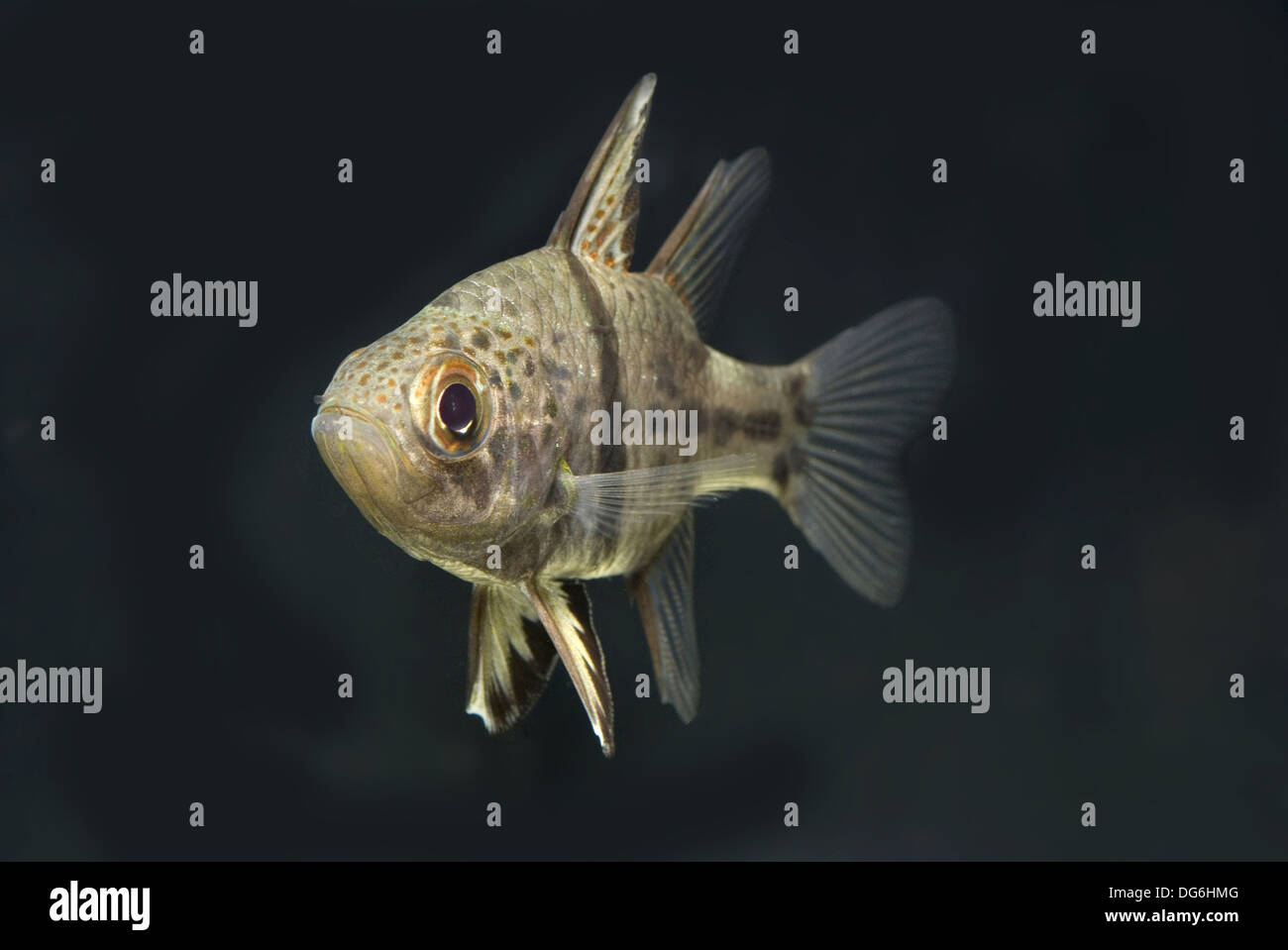 Cardinalfish hi-res stock photography and images - Alamy