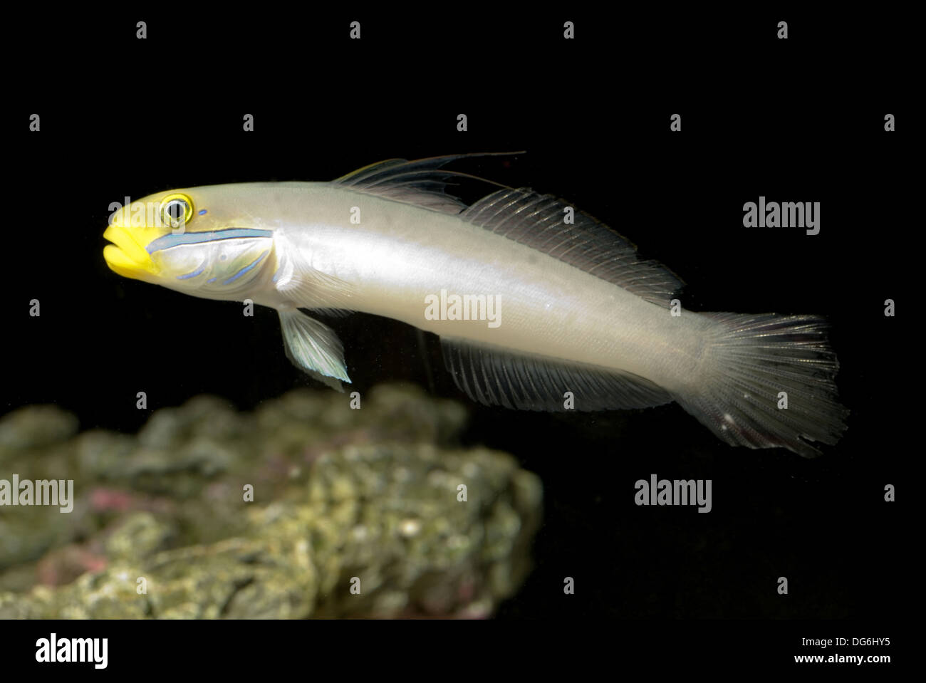 Blueband glider goby hi-res stock photography and images - Alamy