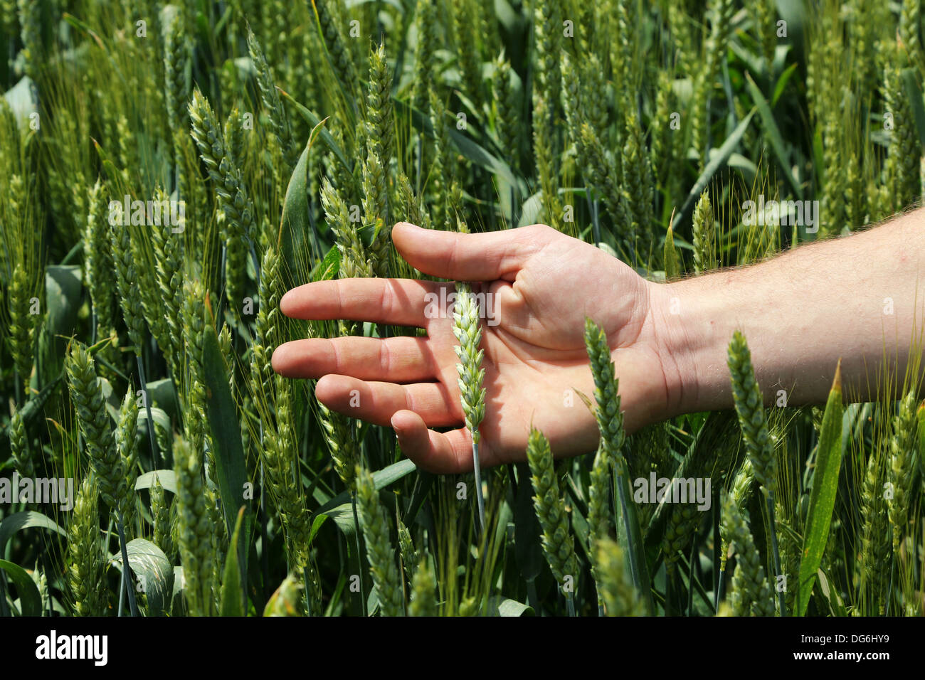 Farmer touching green wheat plants hi-res stock photography and images ...