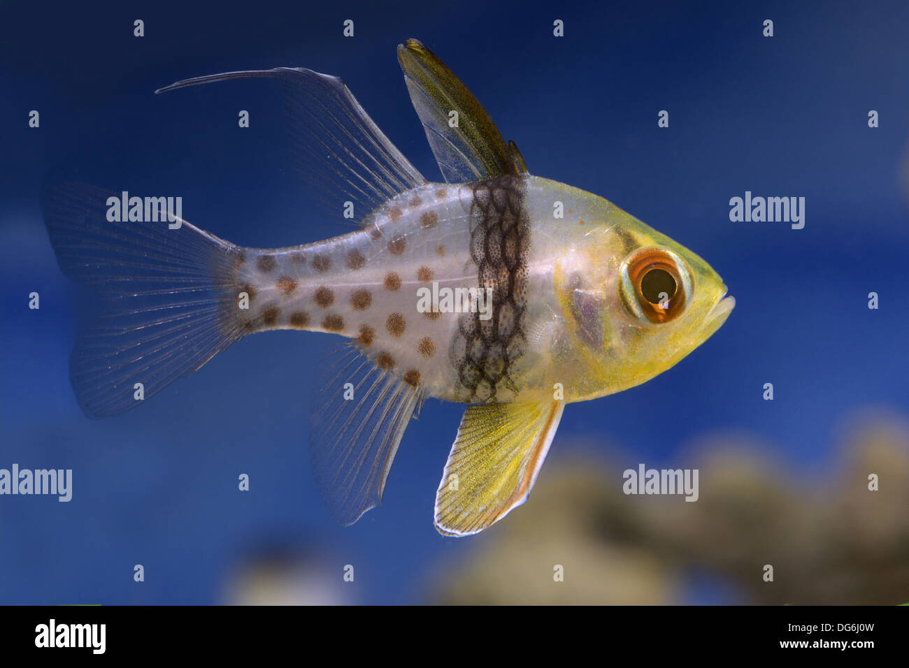Pajama cardinalfish hi-res stock photography and images - Alamy