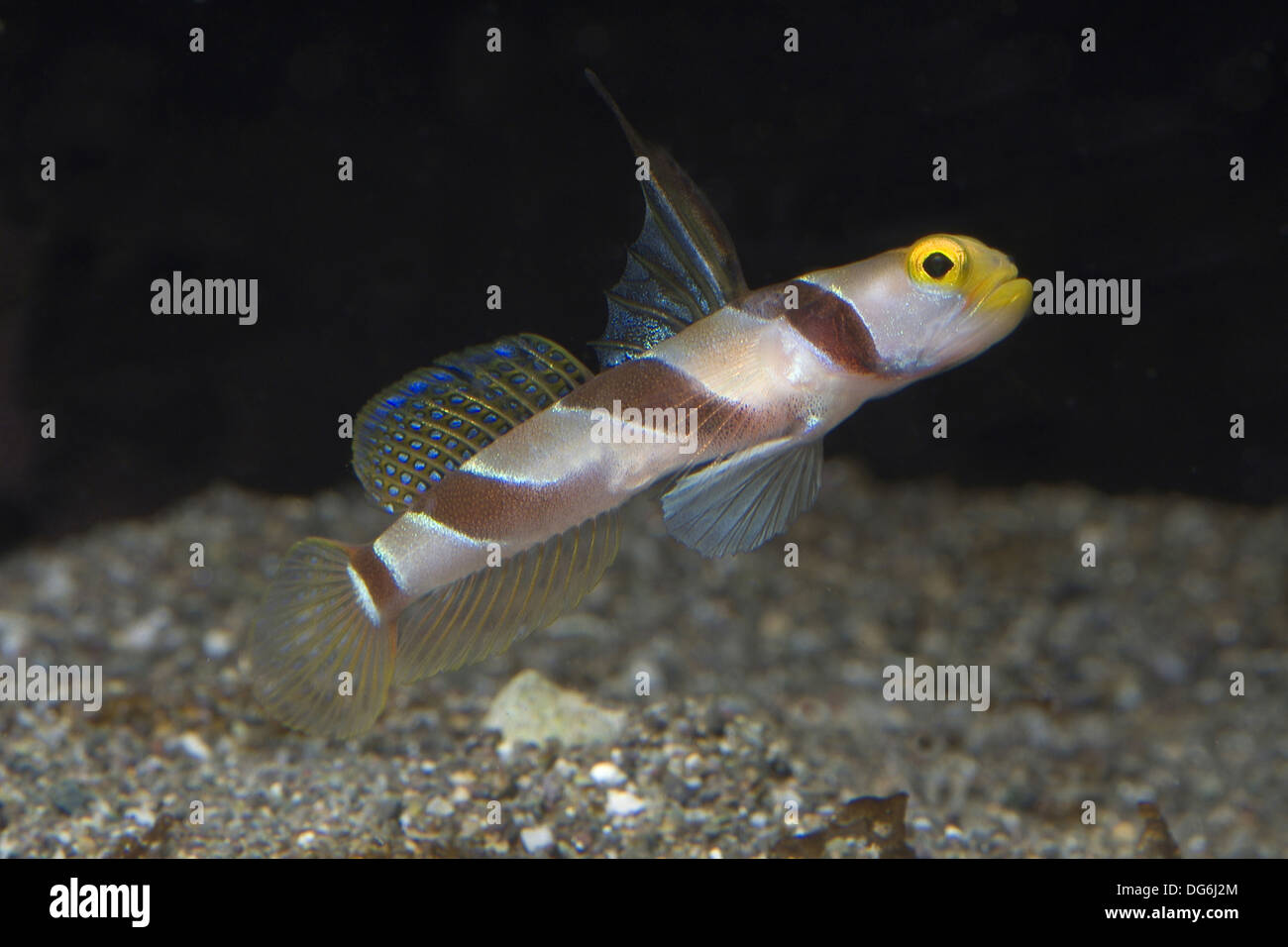 Filament finned prawn goby stonogobiops nematodes hi-res stock ...