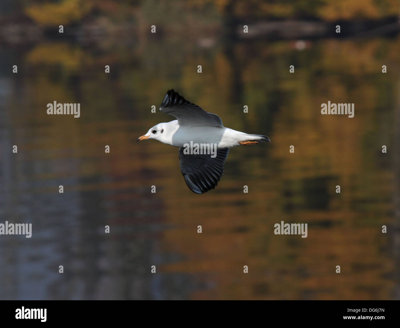 Flying flying bird gull hi-res stock photography and images - Alamy