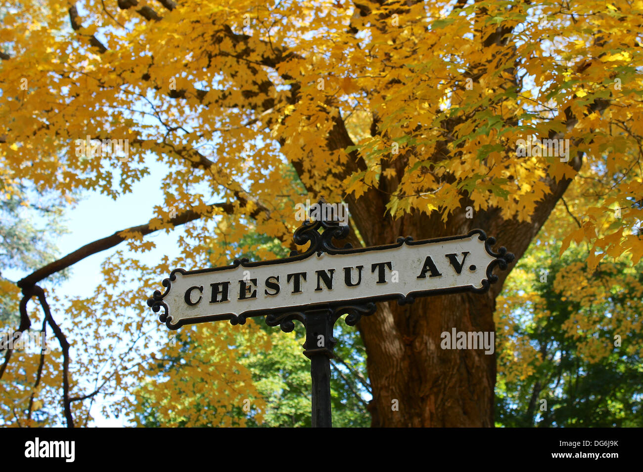 Chestnut tree leaves turning yellow hi-res stock photography and images ...