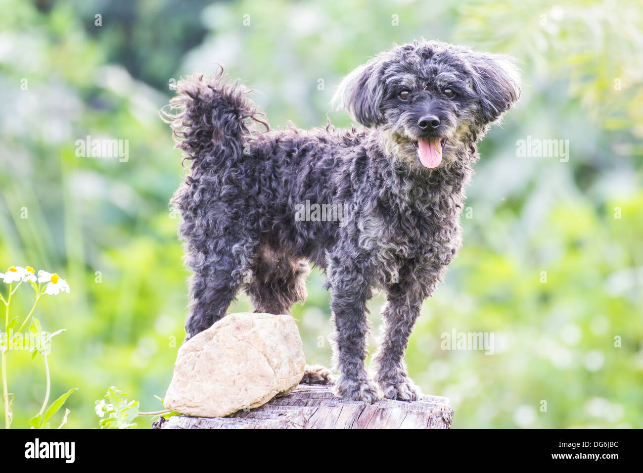Dog uses a tree stump as look Stock Photo - Alamy