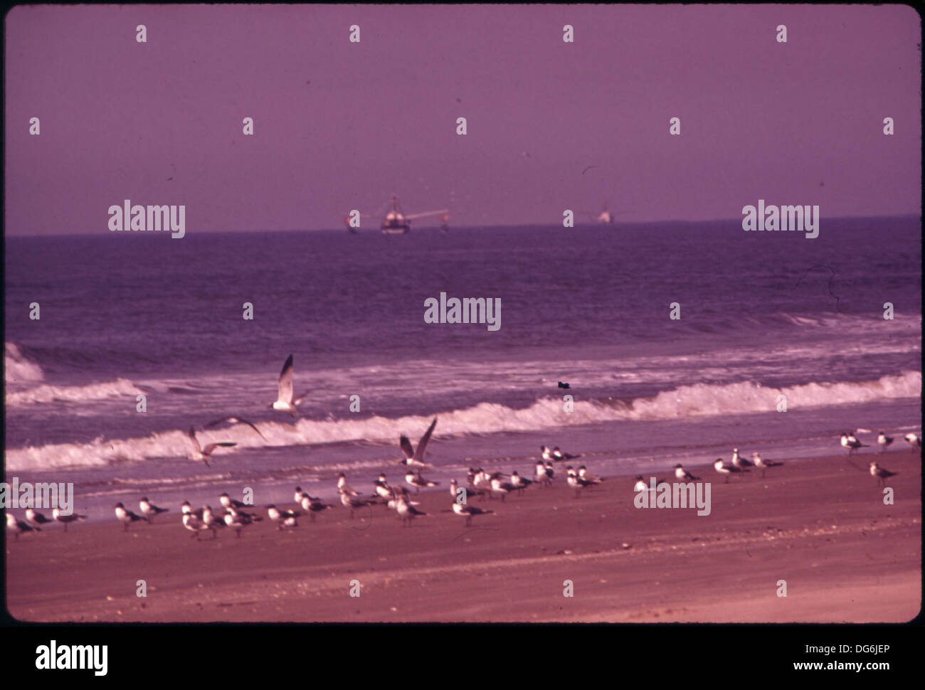 BULL ISLAND IS A WILD LIFE REFUGE NORTH OF CHARLESTON 547008 Stock ...