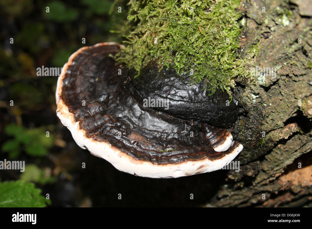 Artist's Bracket Ganoderma australe Stock Photo - Alamy