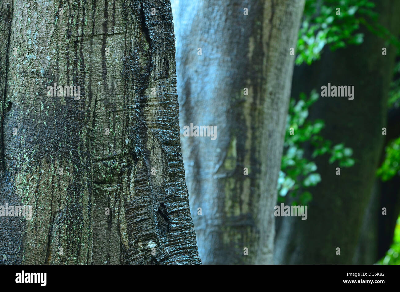Beech tree trunks hi-res stock photography and images - Alamy