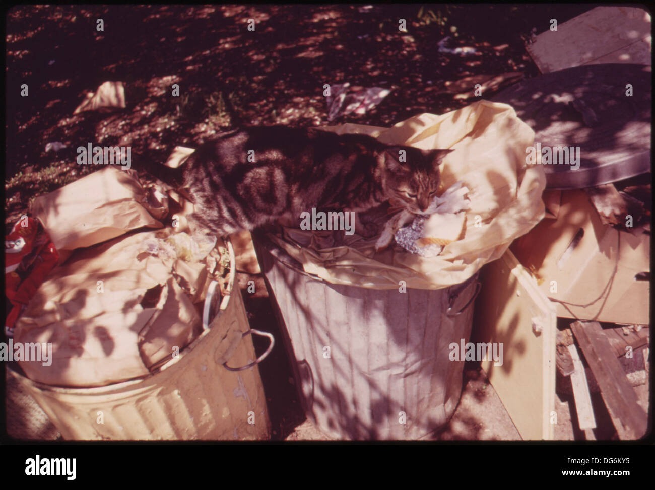 A cat is photographed rummaging through a garbage can, showcasing the ...