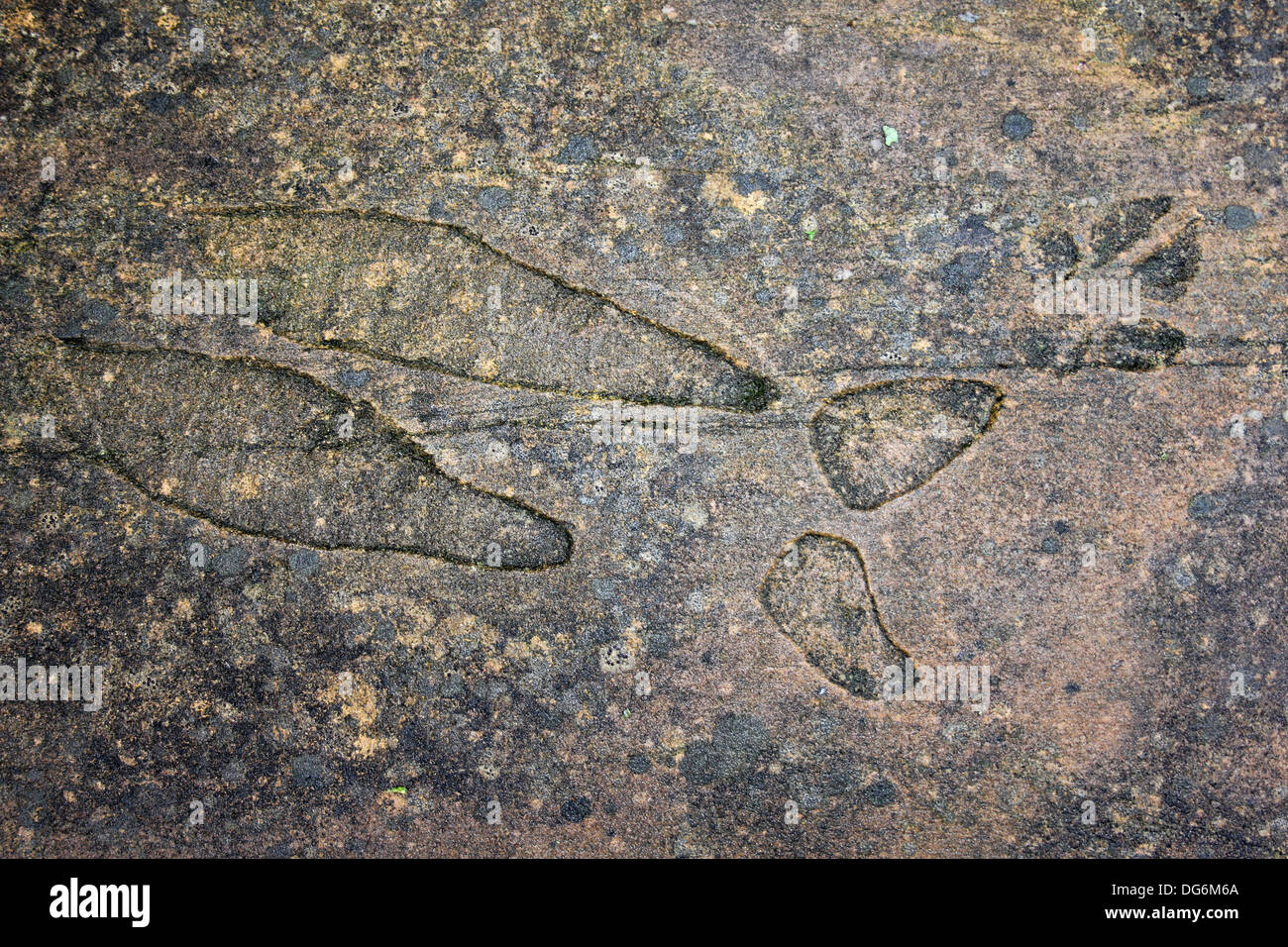 Stone Carving Showing Animal Tracks Including Rabbit Stock Photo - Alamy