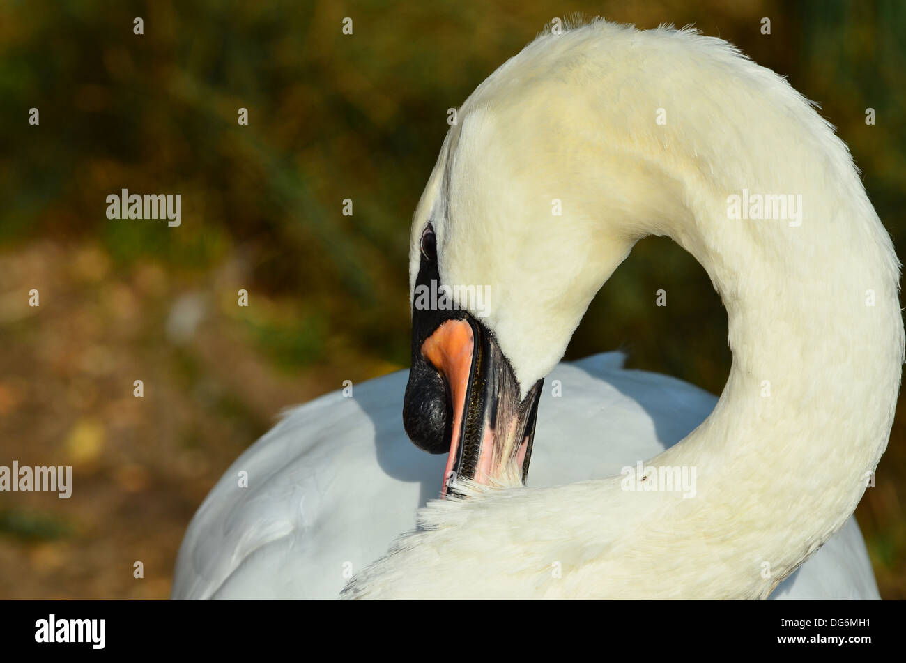 swan preening its feathers Stock Photo - Alamy