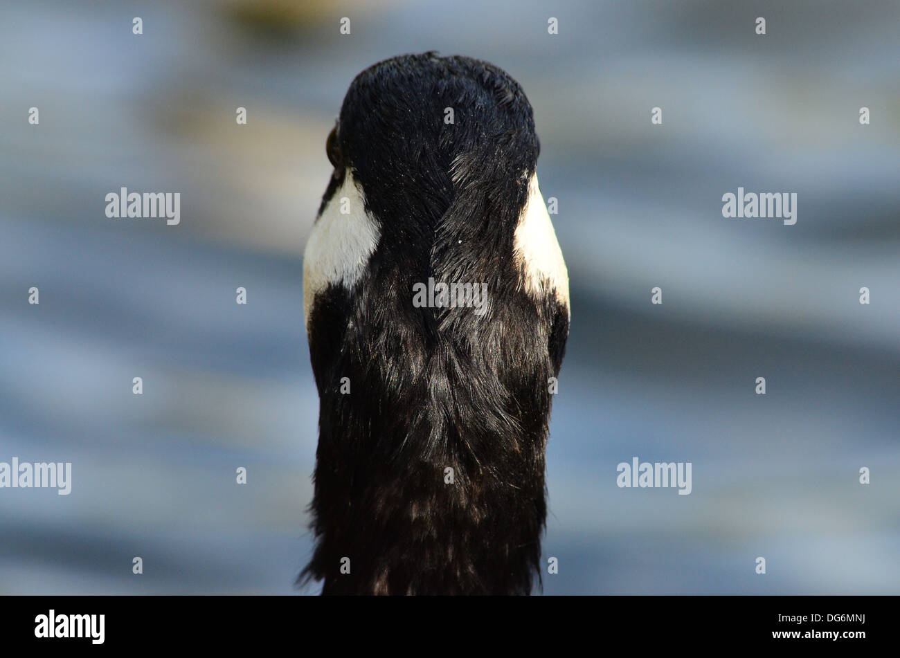 Canada goose back hi-res stock photography and images - Alamy